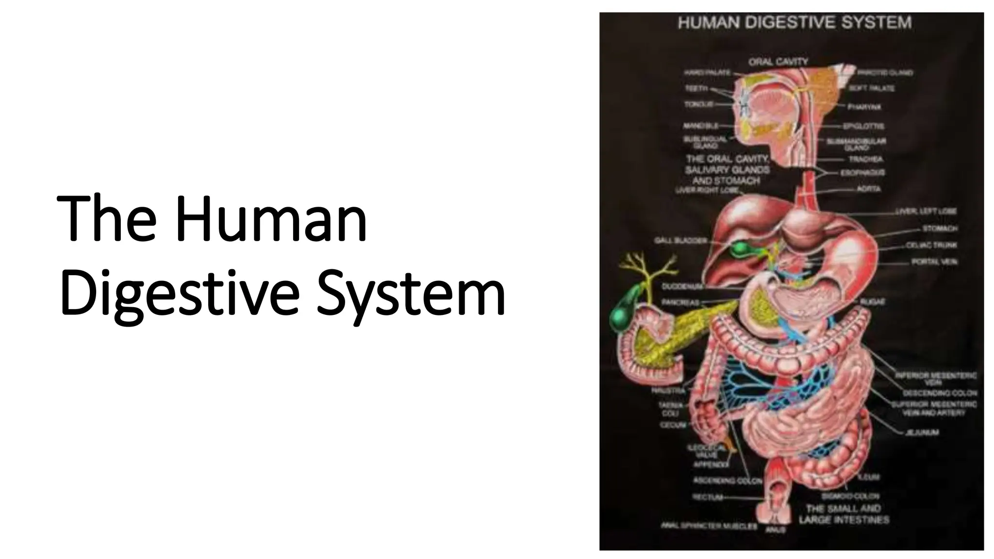Digestive System.ppt | Digestive Disorders | Diseases and Conditions