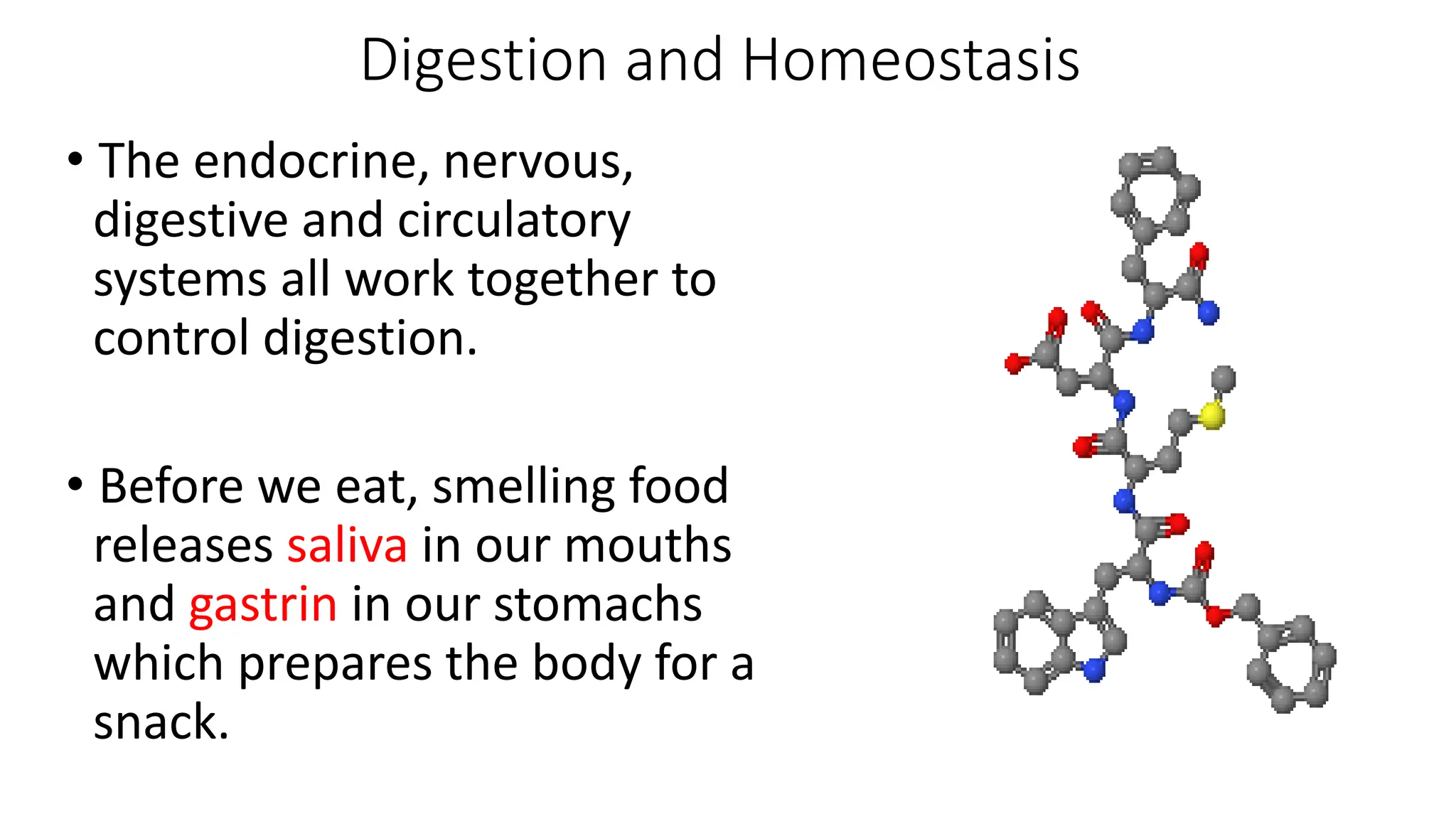 Digestive System.ppt | Digestive Disorders | Diseases and Conditions