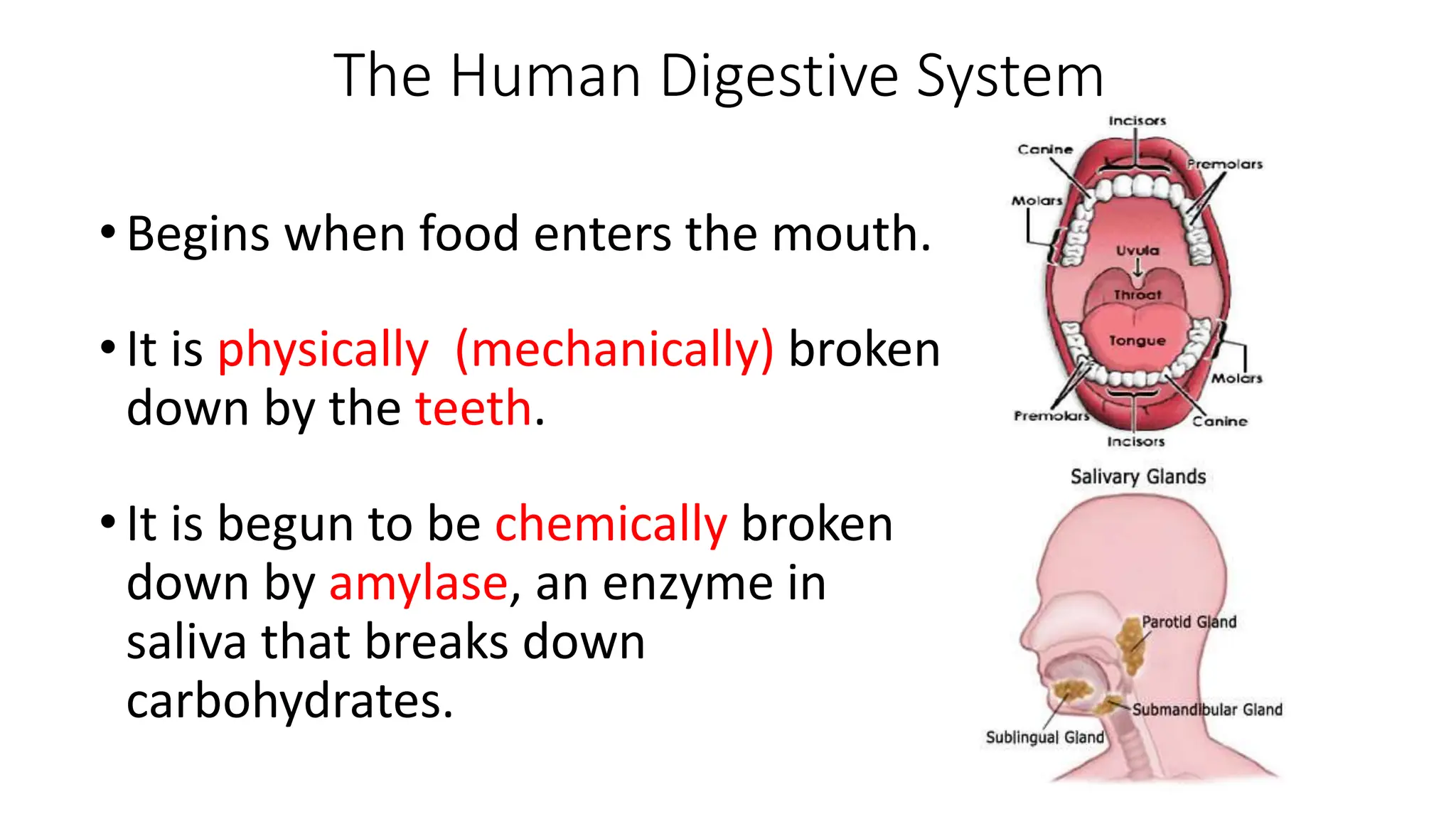 Digestive System.ppt | Digestive Disorders | Diseases and Conditions