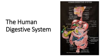 Digestive System.ppt | Digestive Disorders | Diseases and Conditions