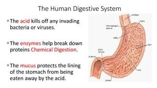 Digestive System.ppt | Digestive Disorders | Diseases and Conditions