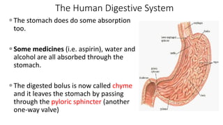 Digestive System.ppt