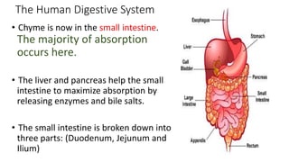 Digestive System.ppt | Digestive Disorders | Diseases and Conditions