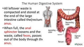 Digestive System.ppt | Digestive Disorders | Diseases and Conditions