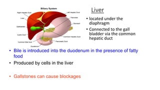 Digestive System.ppt