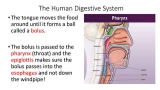 Digestive System.ppt
