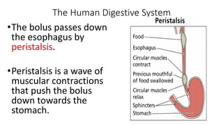 Digestive System.ppt