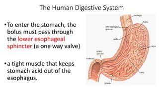 Digestive System.ppt