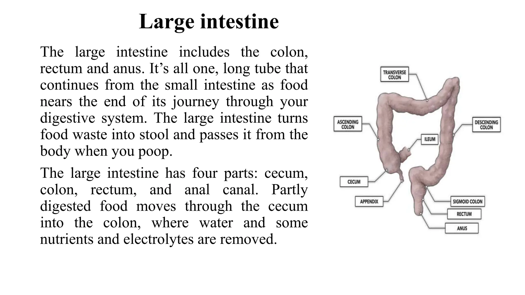 Digestive system.pptx