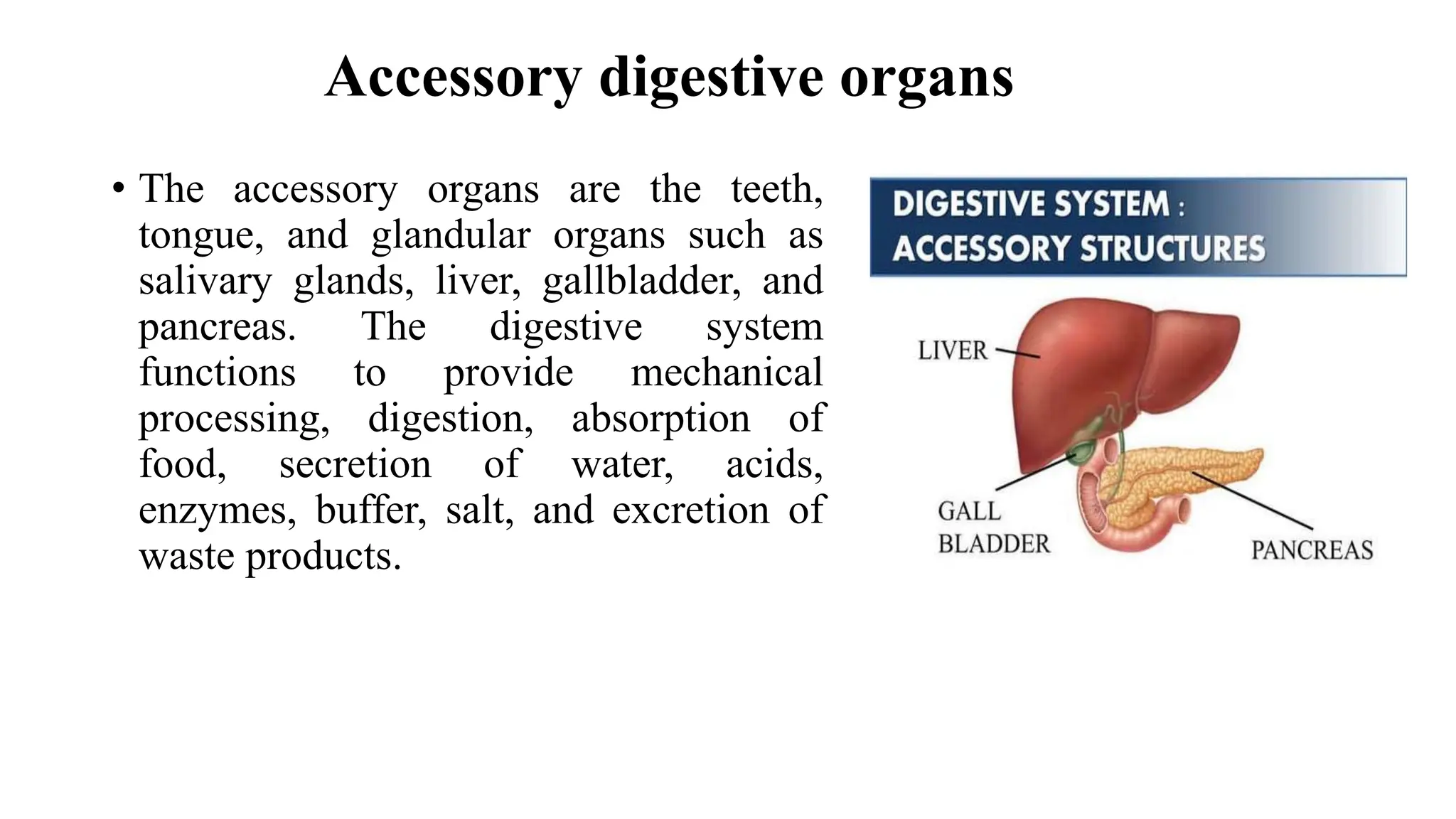 Digestive system.pptx