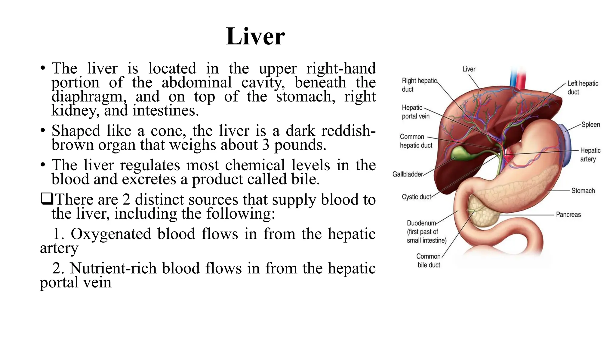 Digestive system.pptx