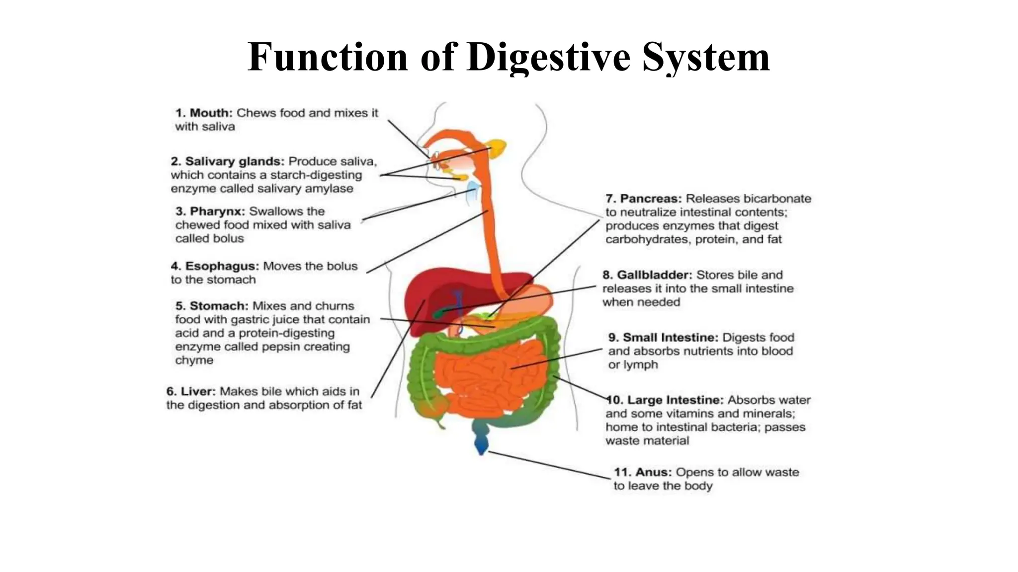 Digestive system.pptx