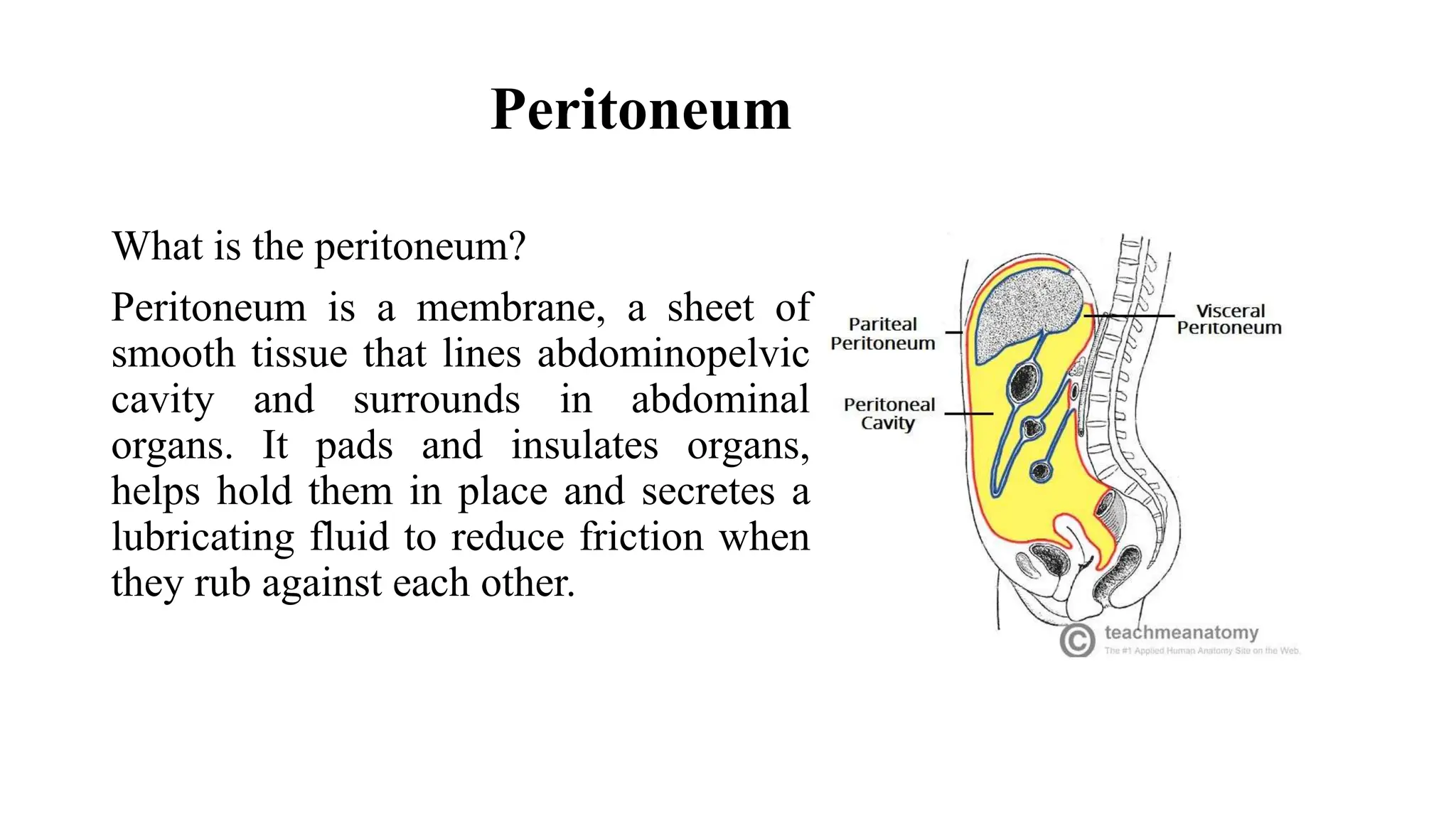 Digestive system.pptx