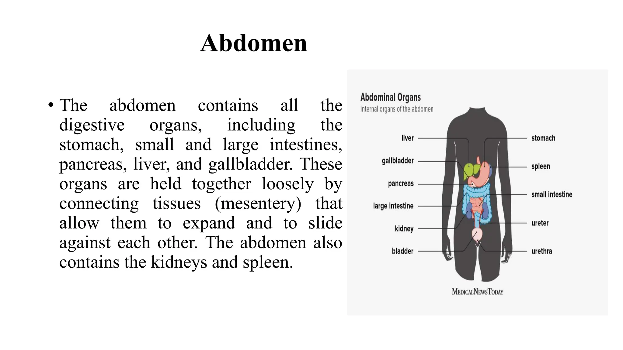Digestive system.pptx