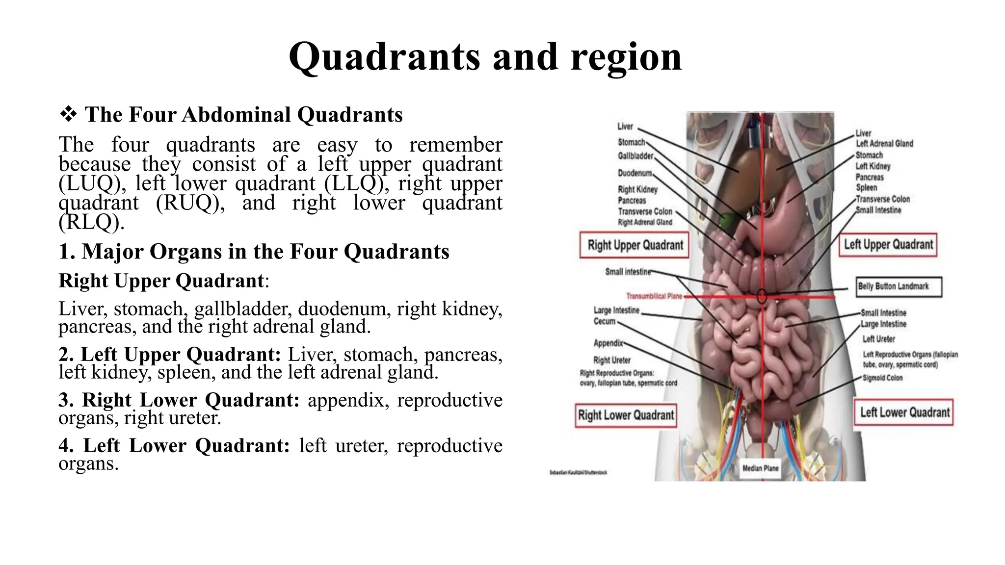 Digestive system.pptx