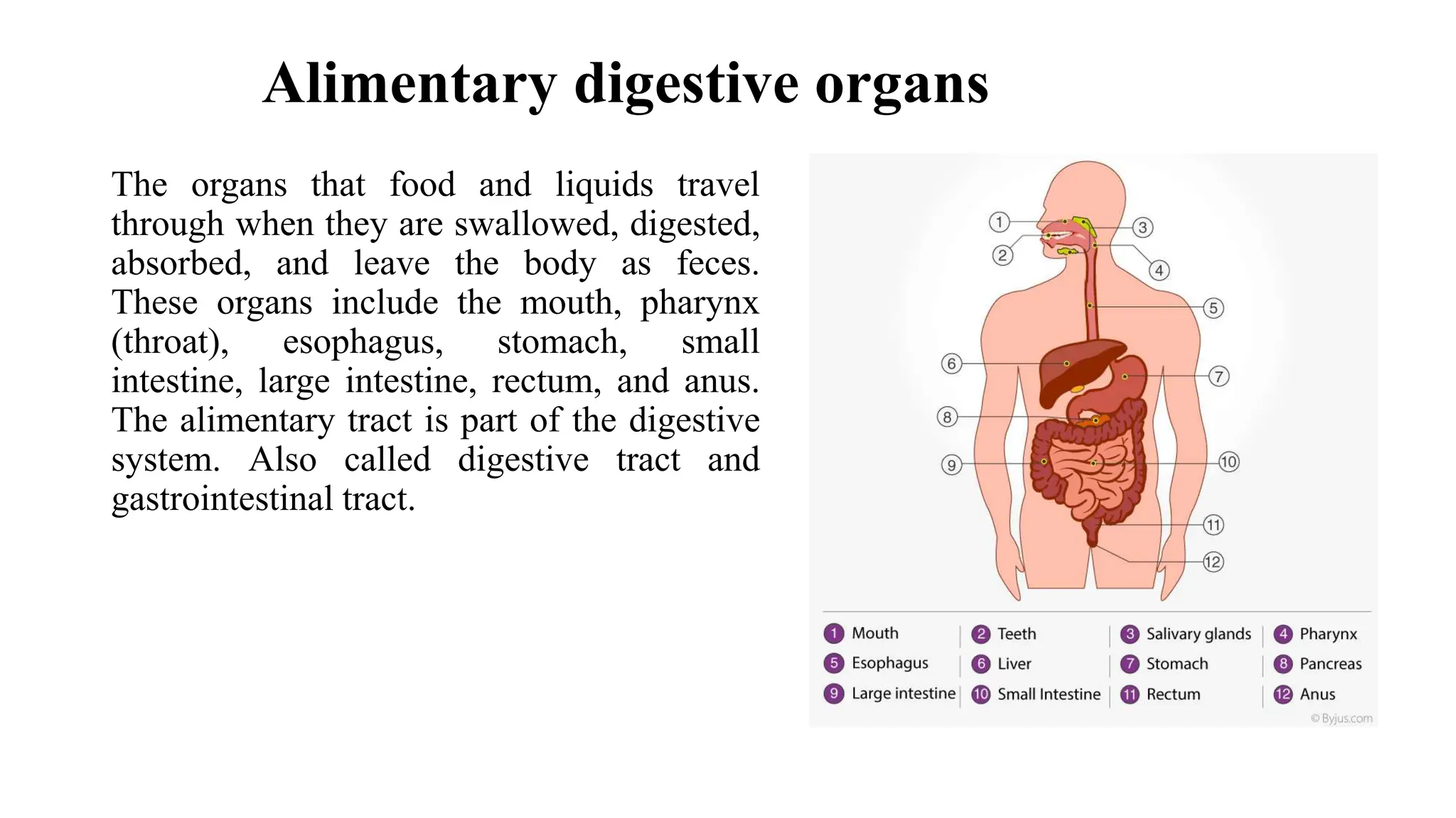 Digestive system.pptx