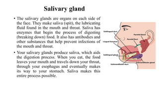 Digestive system.pptx