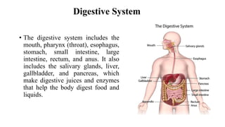 Digestive system.pptx