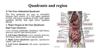 Digestive system.pptx