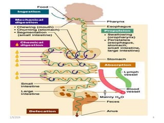 digestive system.ppt