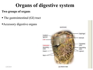 digestive system.ppt
