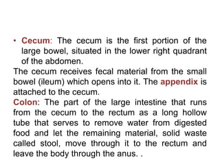 Digestive system.pptx