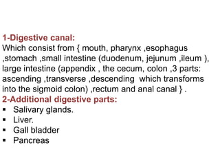Digestive system.pptx