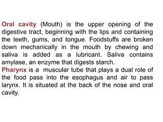 Digestive system.pptx