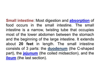 Digestive system.pptx