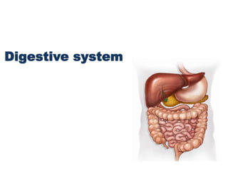 Digestive system.pptx