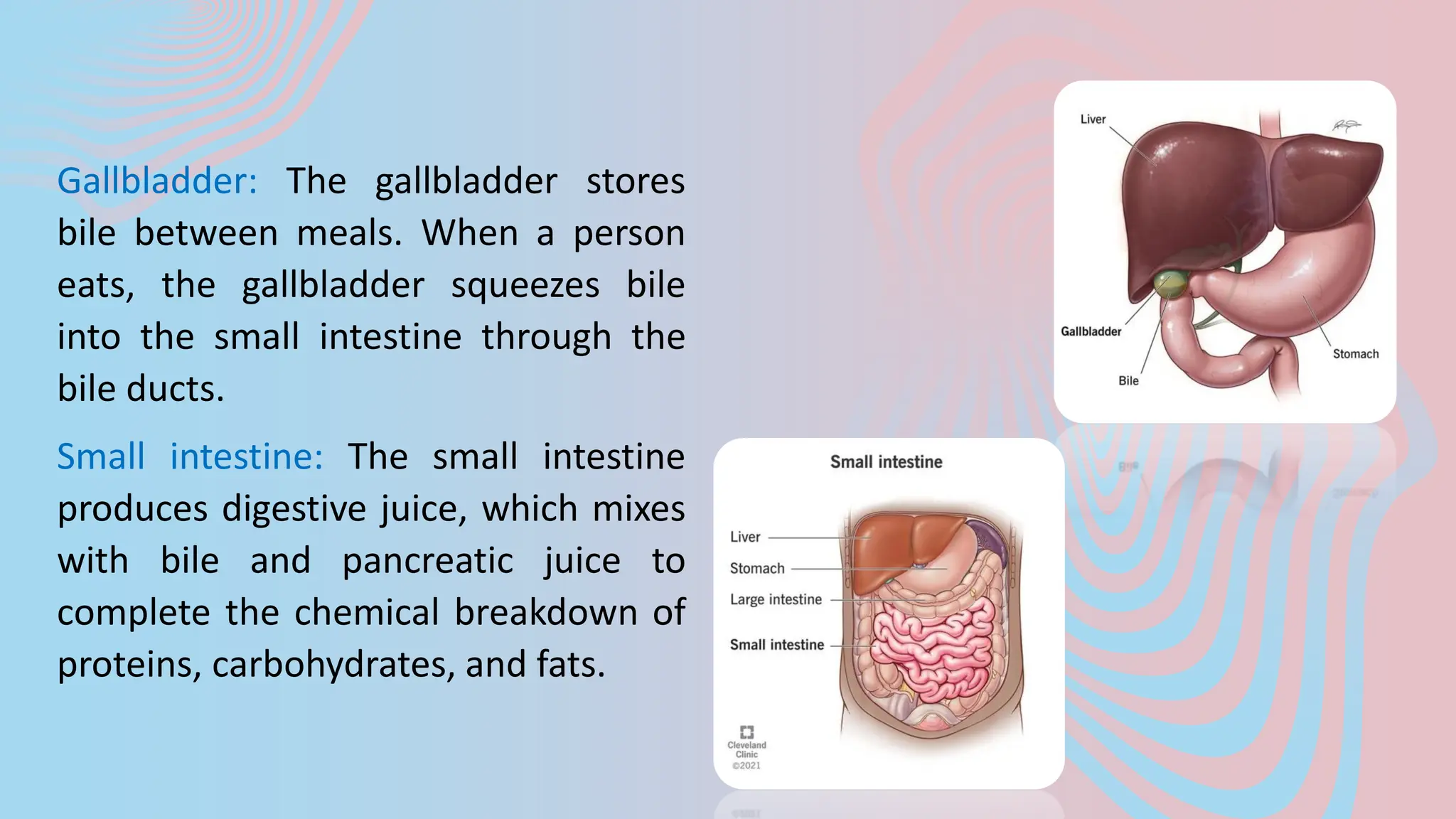 DIGESTIVE SYSTEM.pdf