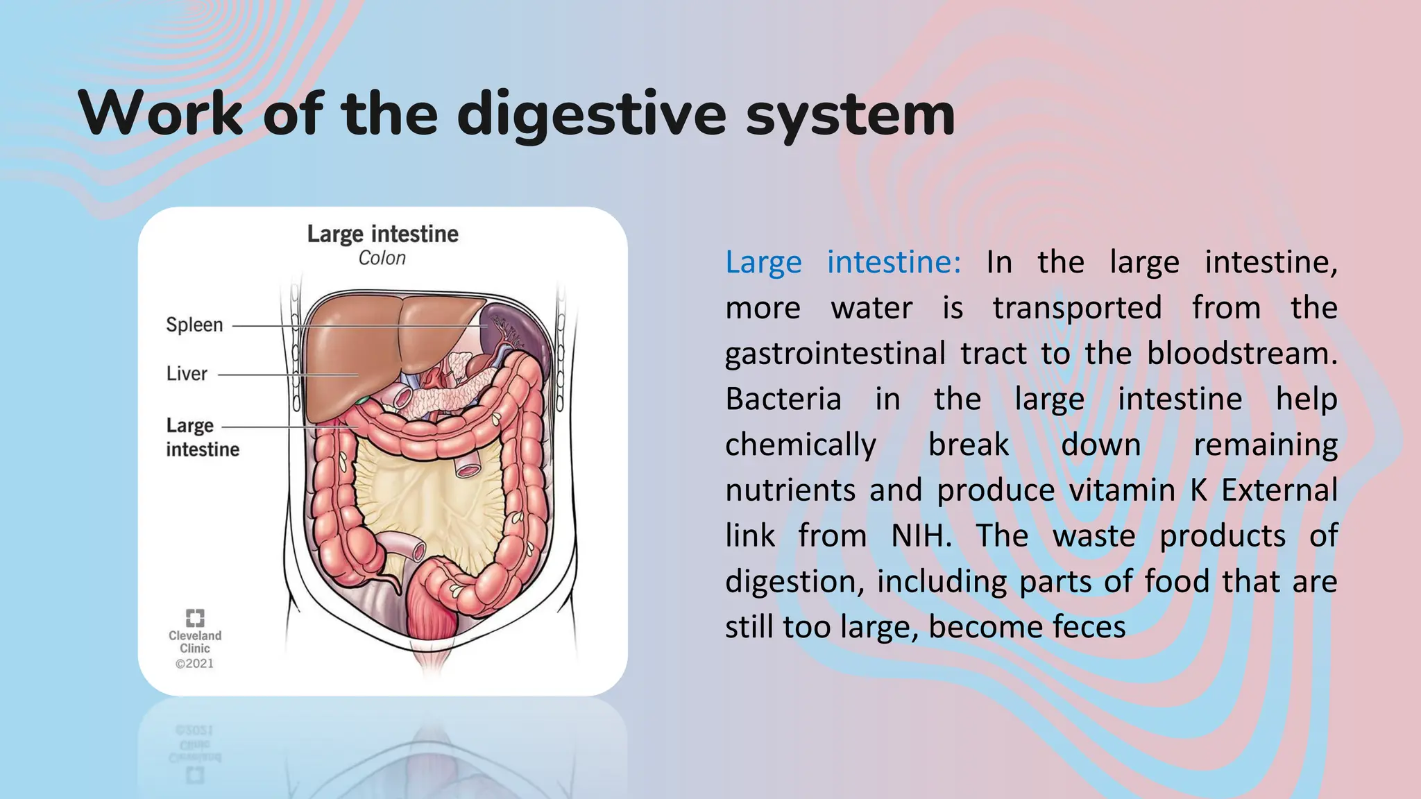 DIGESTIVE SYSTEM.pdf