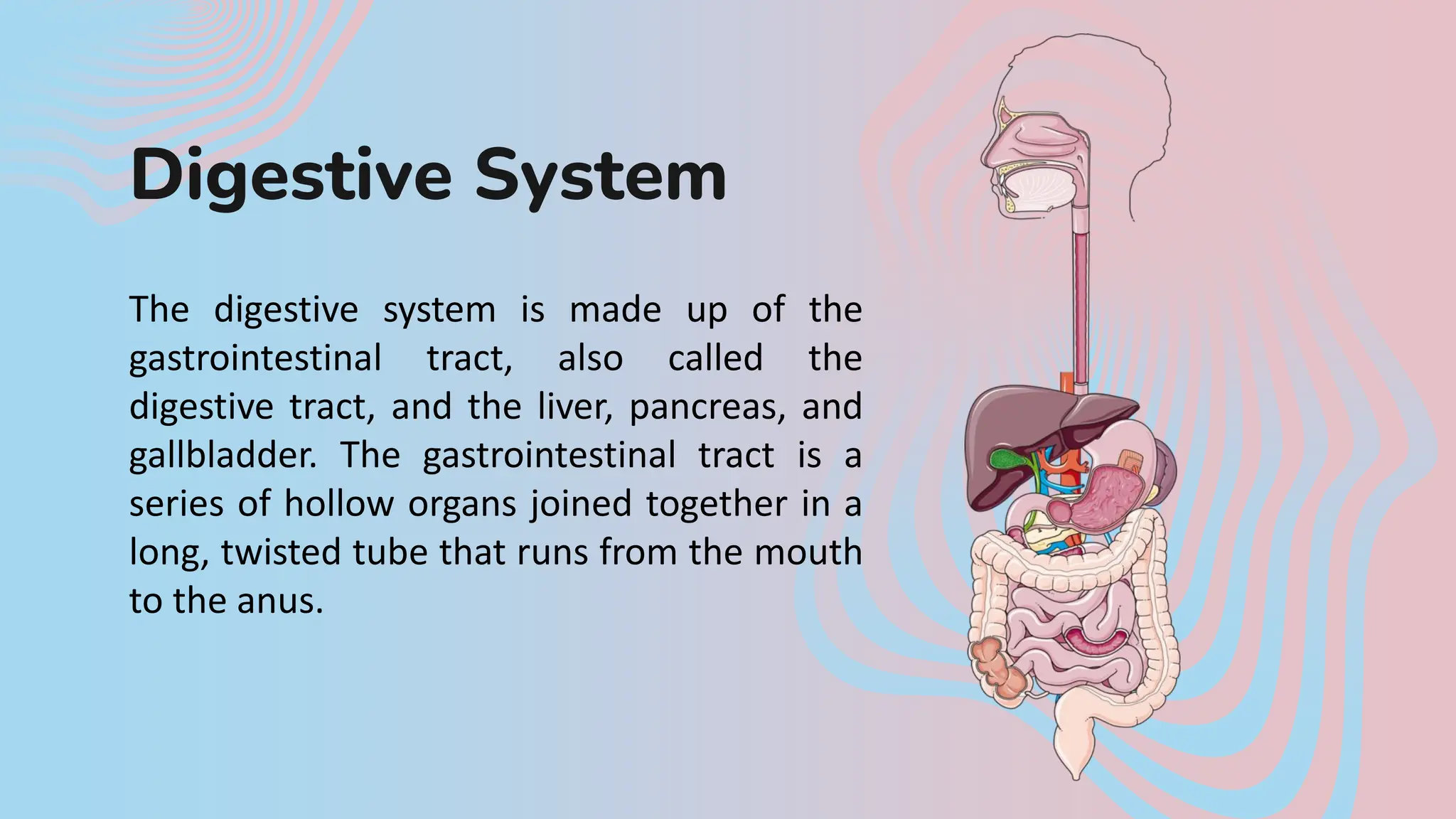 DIGESTIVE SYSTEM.pdf