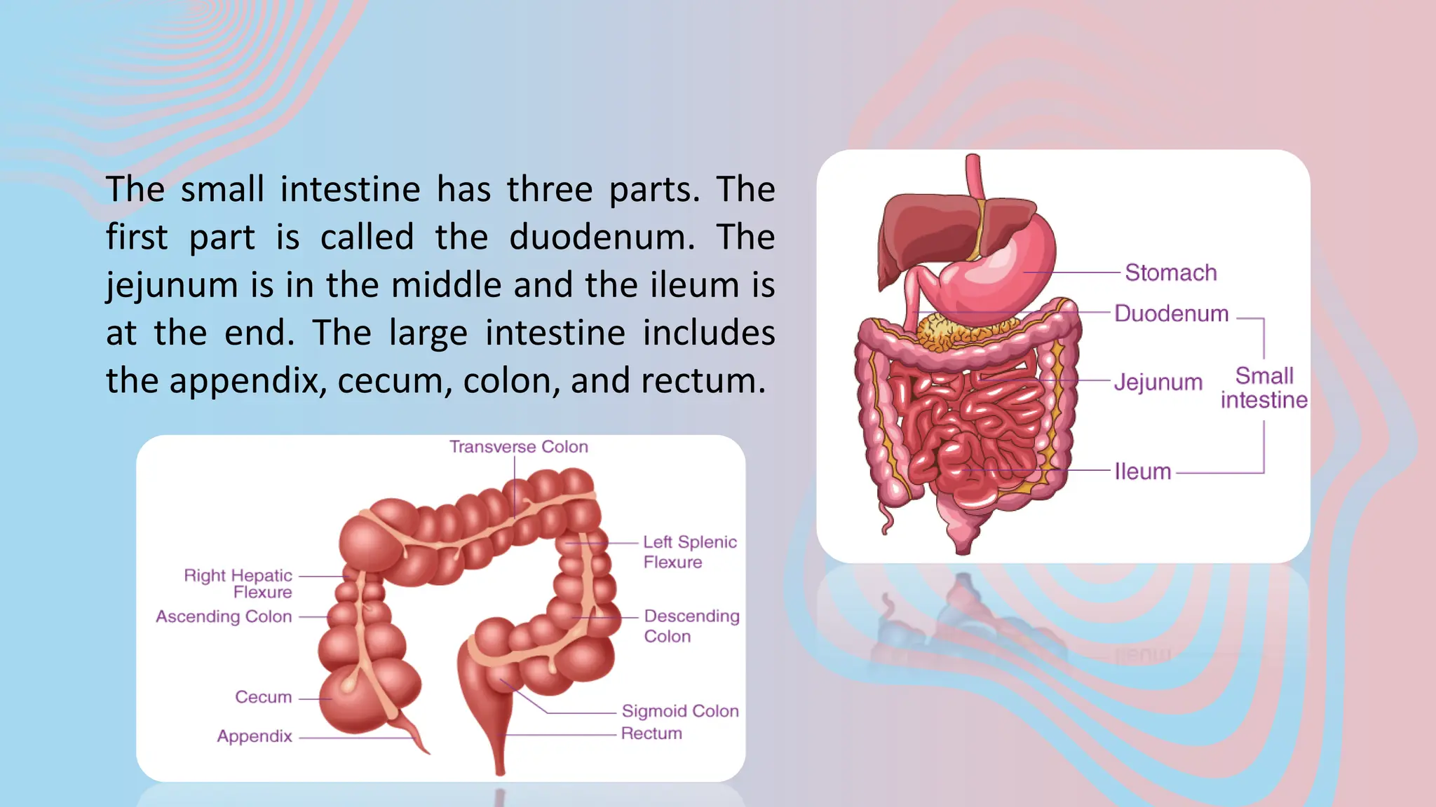 DIGESTIVE SYSTEM.pdf