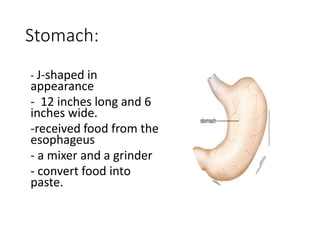 Digestive system.pptx۔۔ its all about digestive system | PPTX
