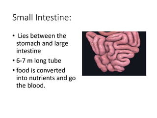 Digestive system.pptx۔۔ its all about digestive system | PPTX