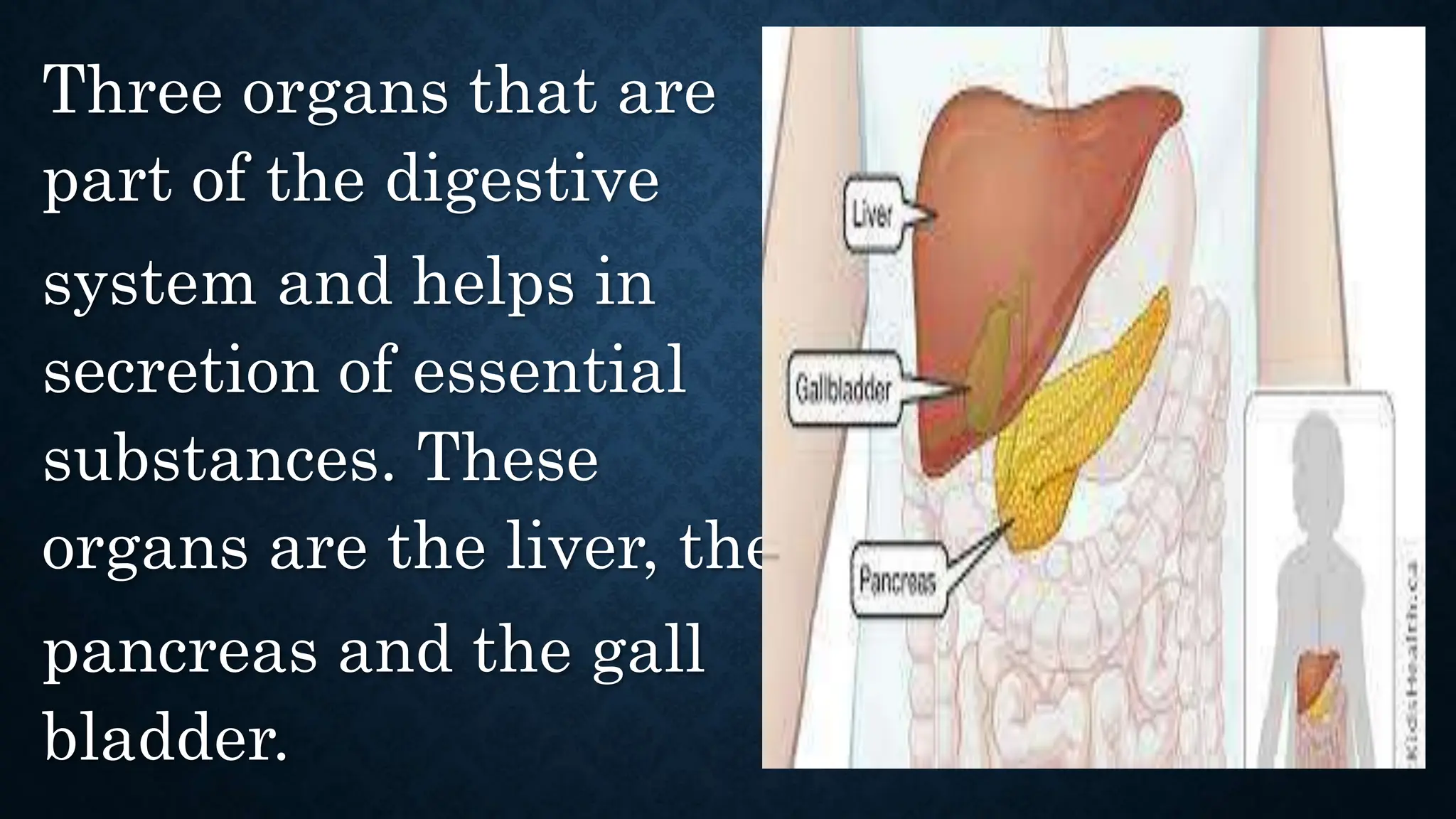 Science Grade 8- The Digestive System.pptx