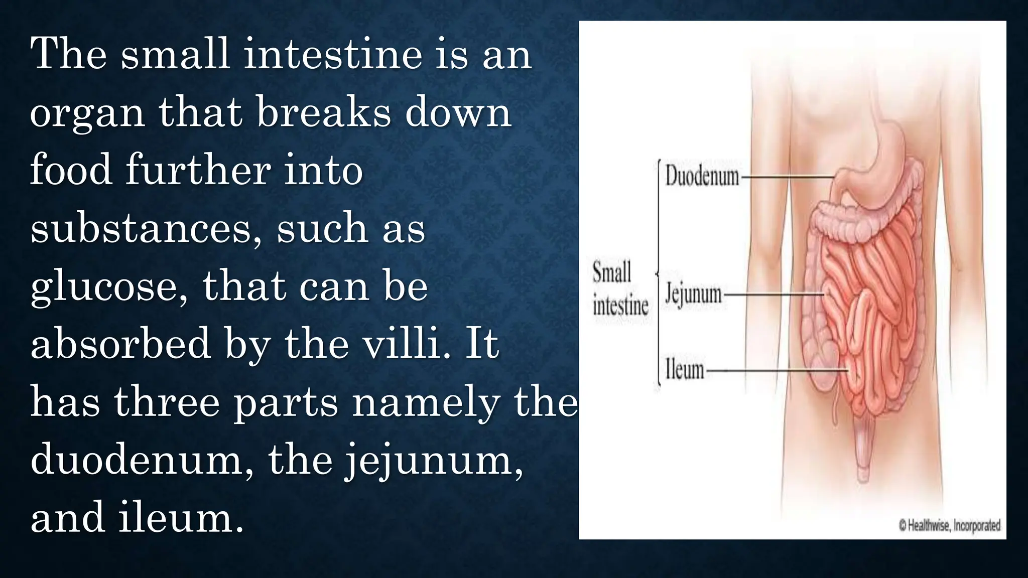 Science Grade 8- The Digestive System.pptx