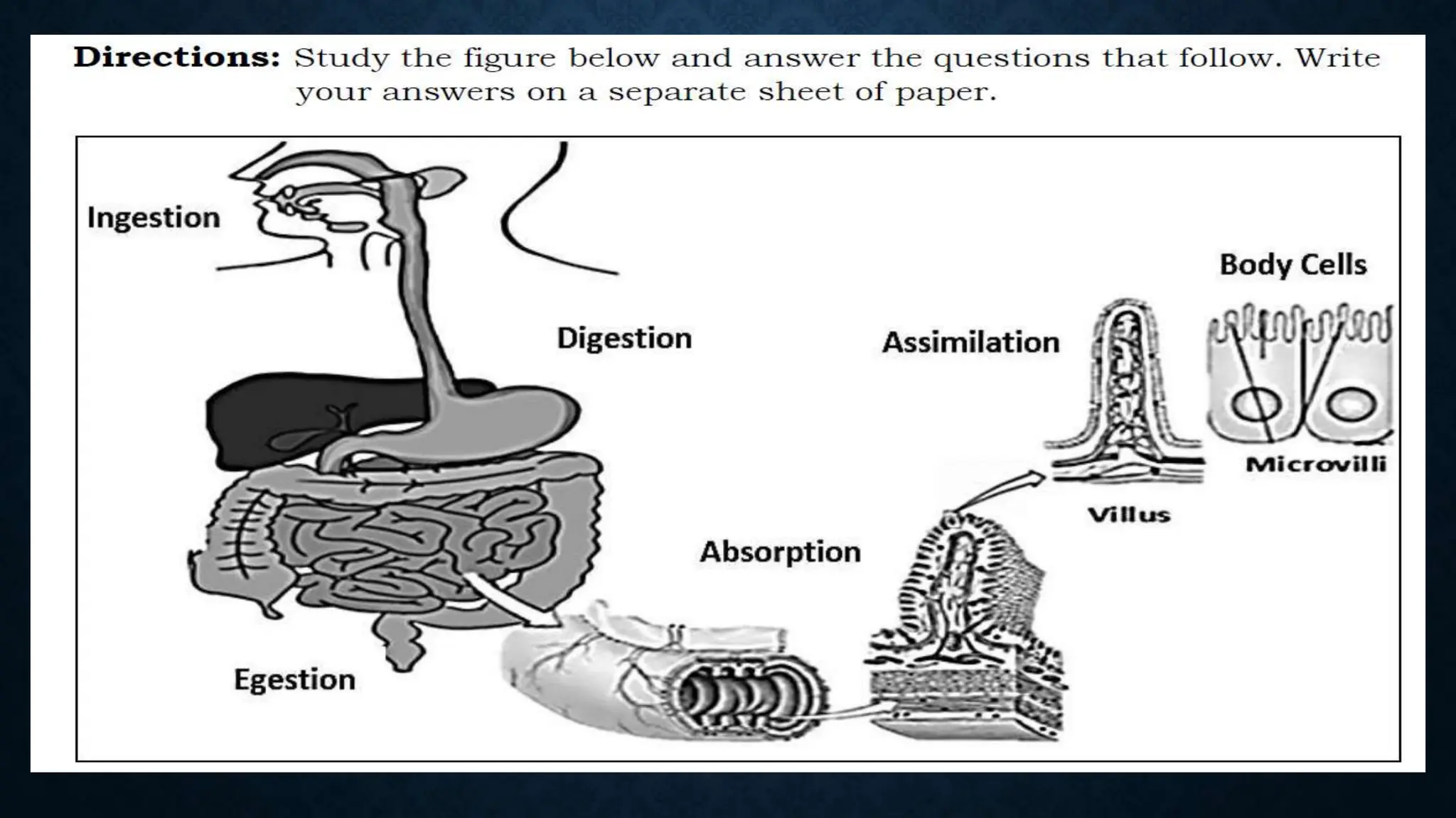 Science Grade 8- The Digestive System.pptx