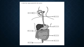 Science Grade 8- The Digestive System.pptx