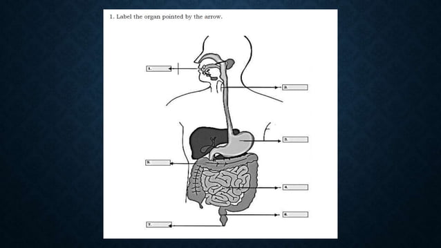 Science Grade 8- The Digestive System.pptx