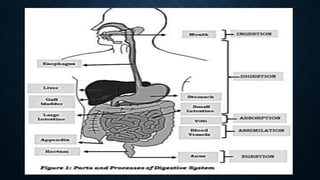 Science Grade 8- The Digestive System.pptx