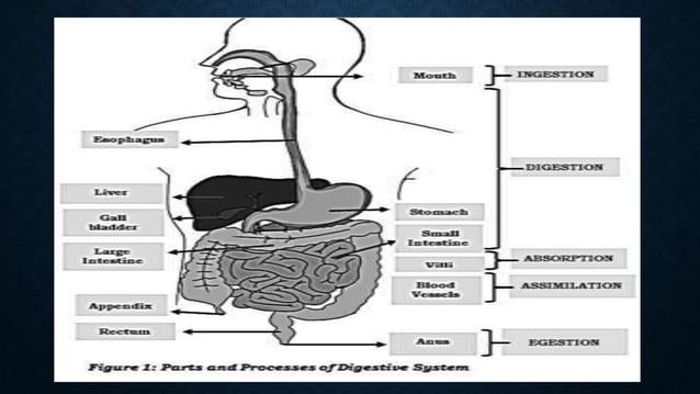 Science Grade 8- The Digestive System.pptx