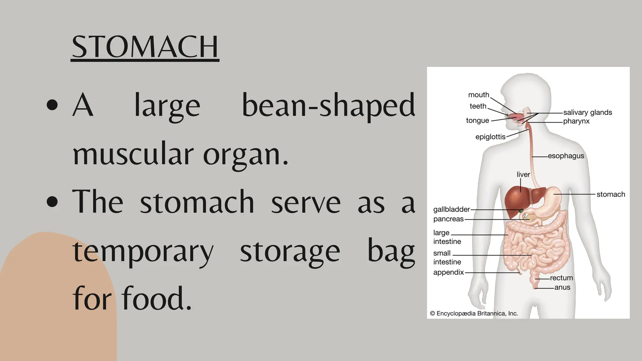 Digestive system Lesson for Grade 6 students.pdf