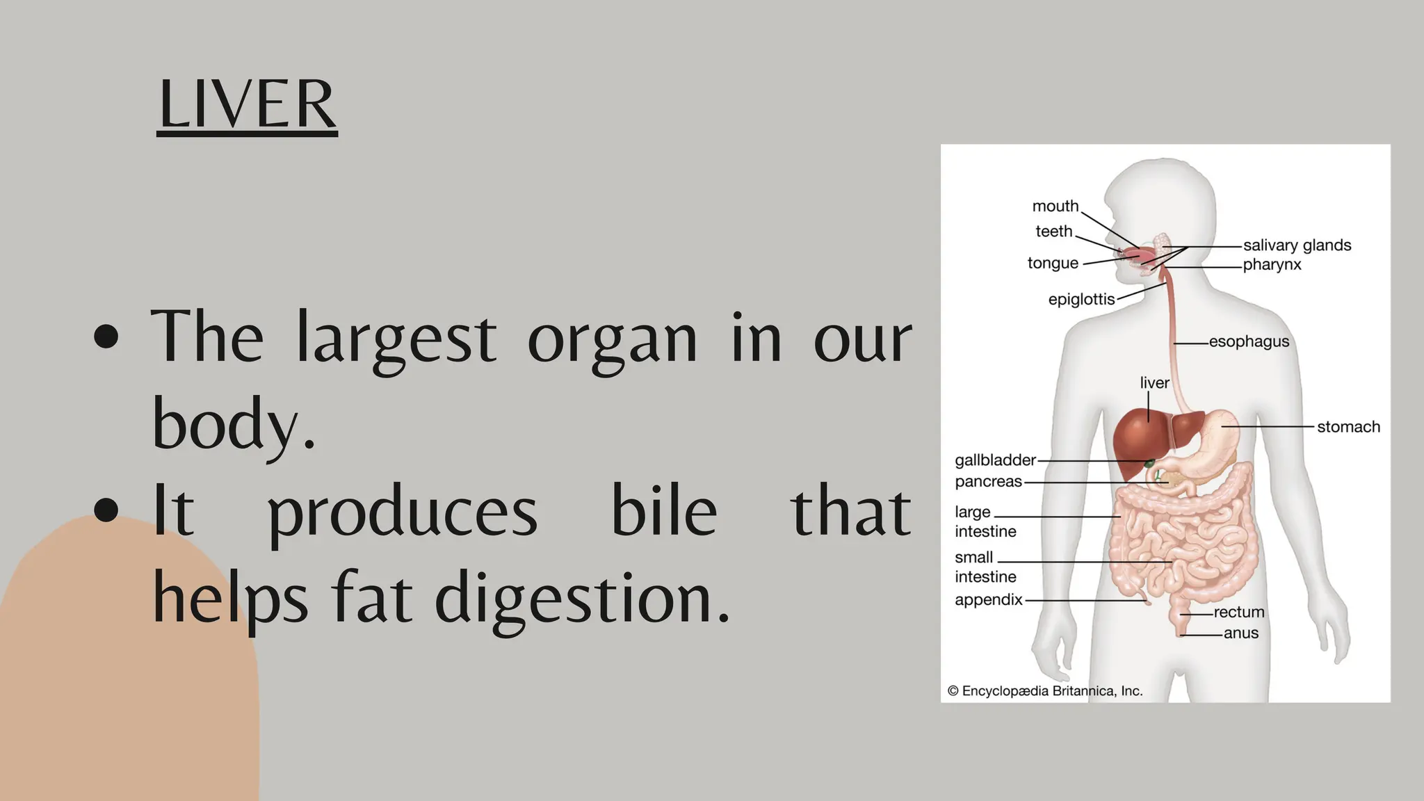 Digestive system Lesson for Grade 6 students.pdf