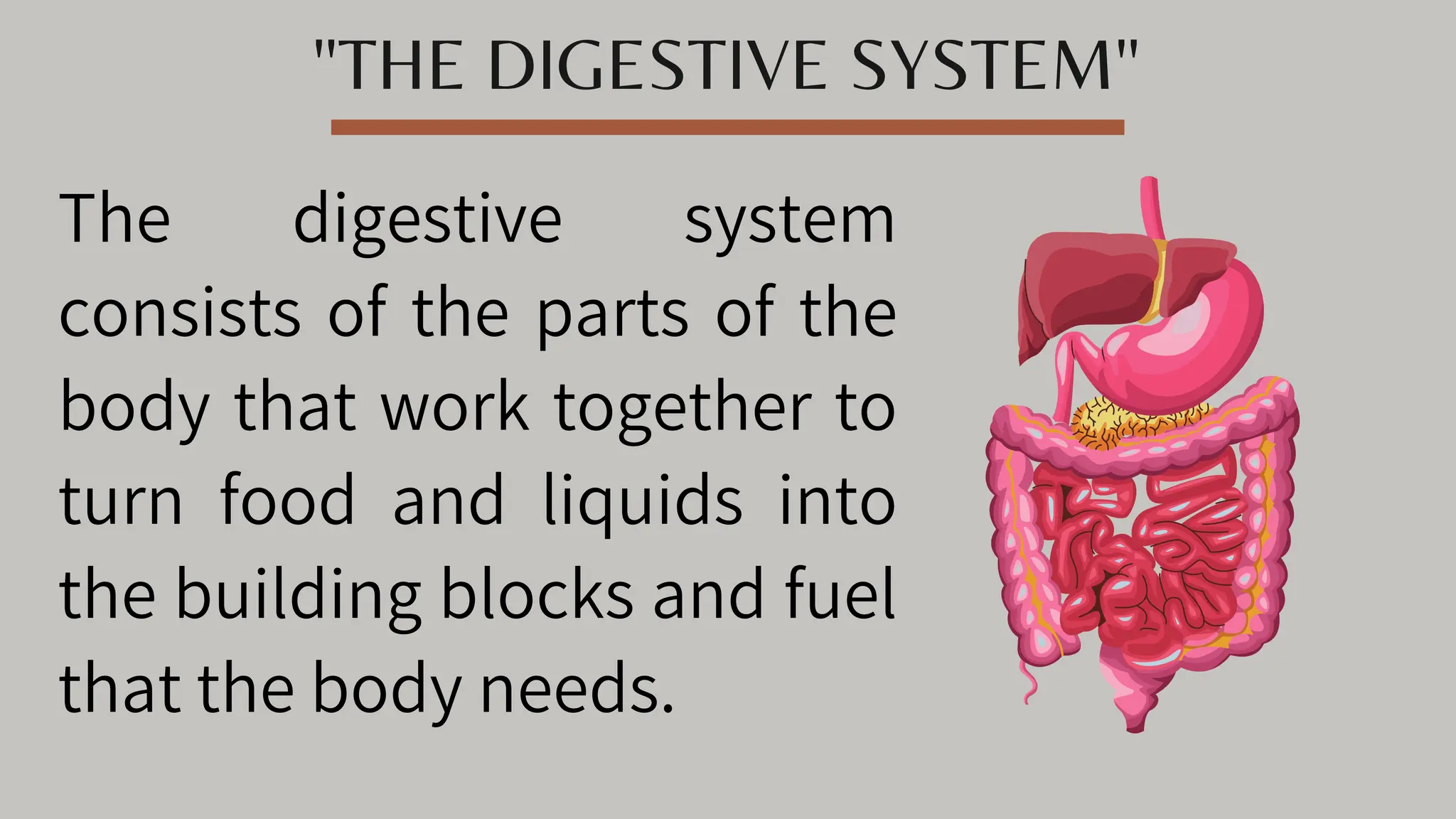 Digestive system Lesson for Grade 6 students.pdf | Digestive Disorders ...