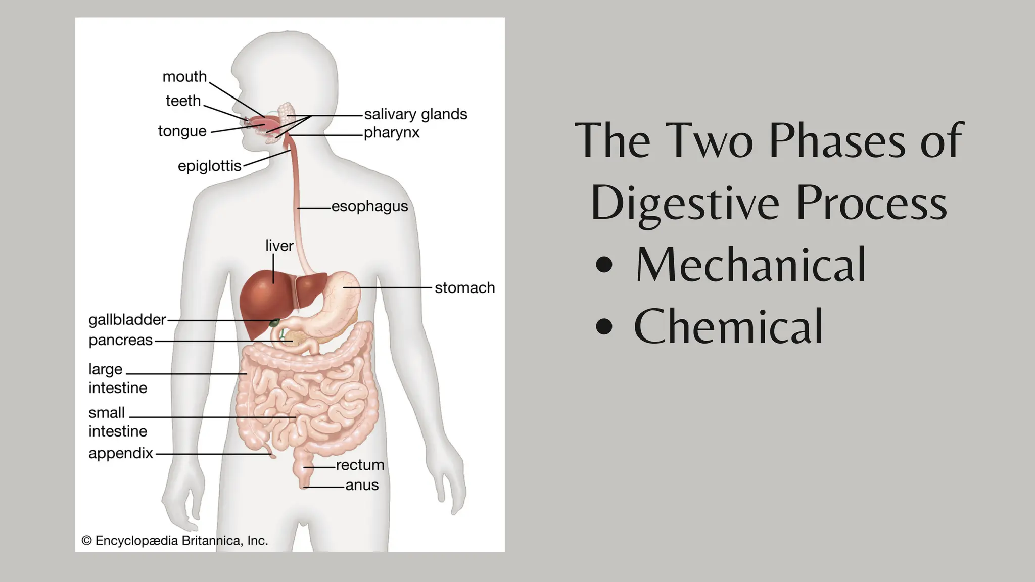Digestive system Lesson for Grade 6 students.pdf