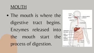 Digestive system Lesson for Grade 6 students.pdf