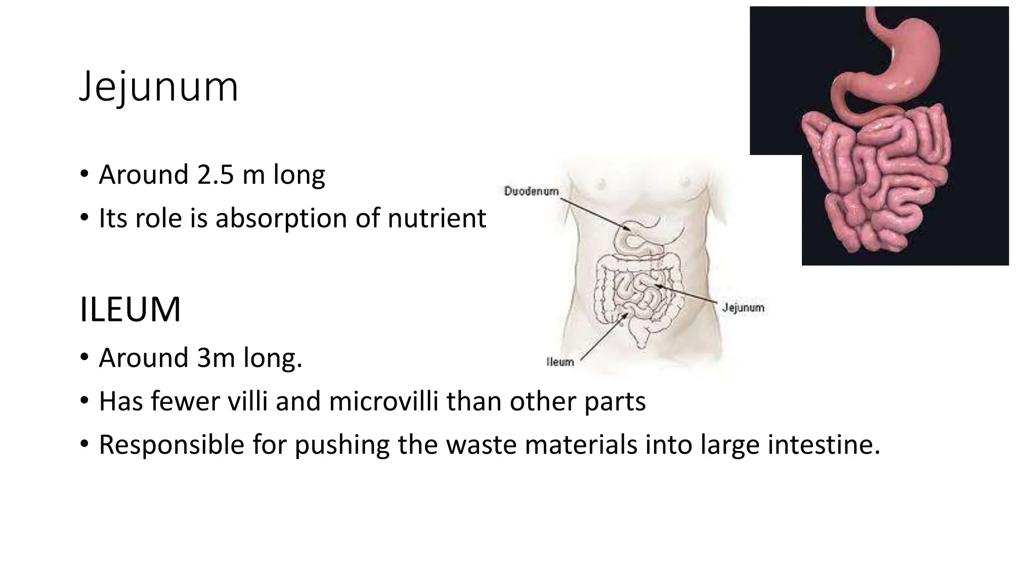 Digestive system.pptx ...