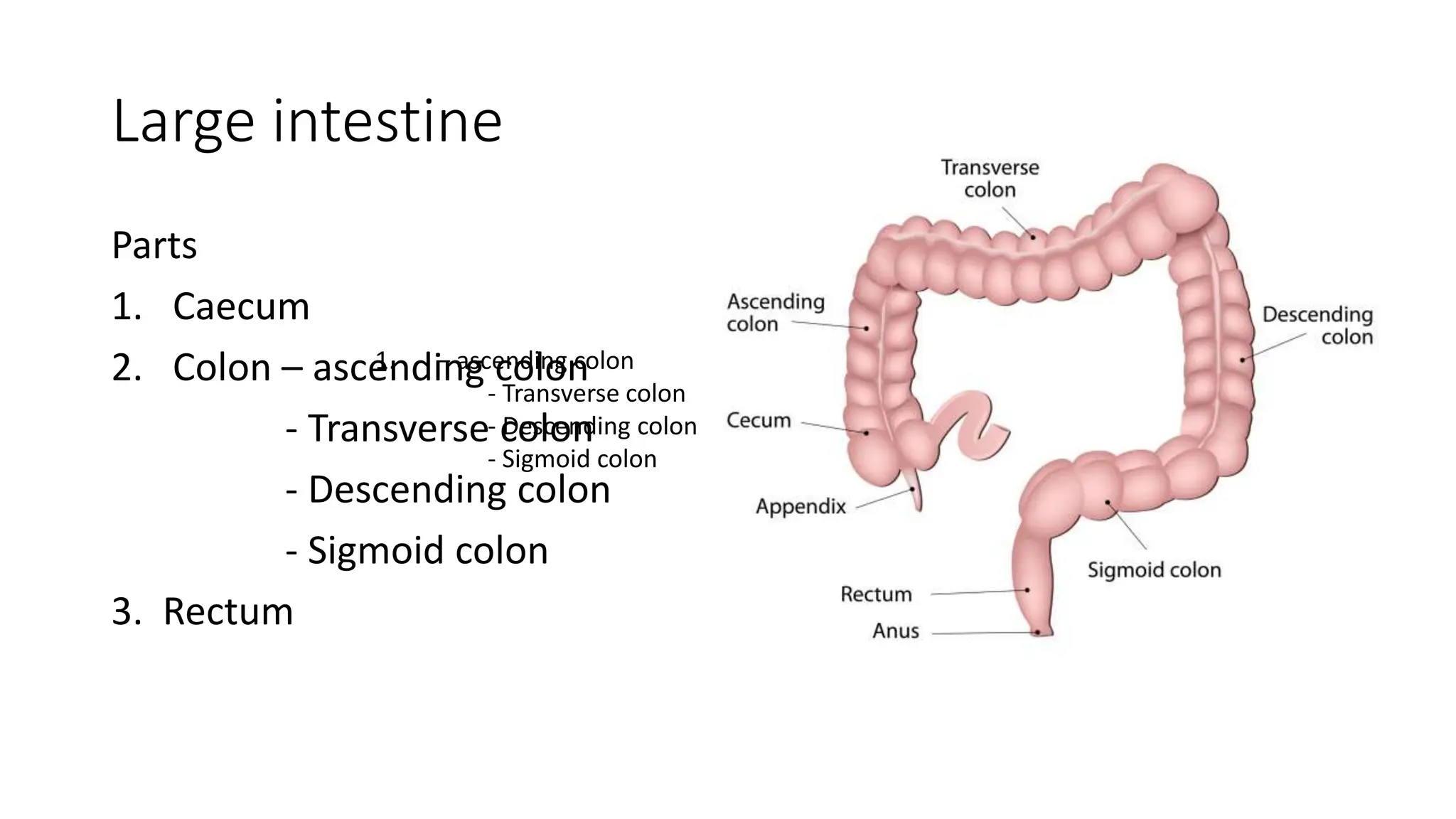 Digestive system.pptx ...